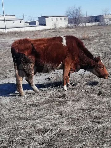 Корова дойная