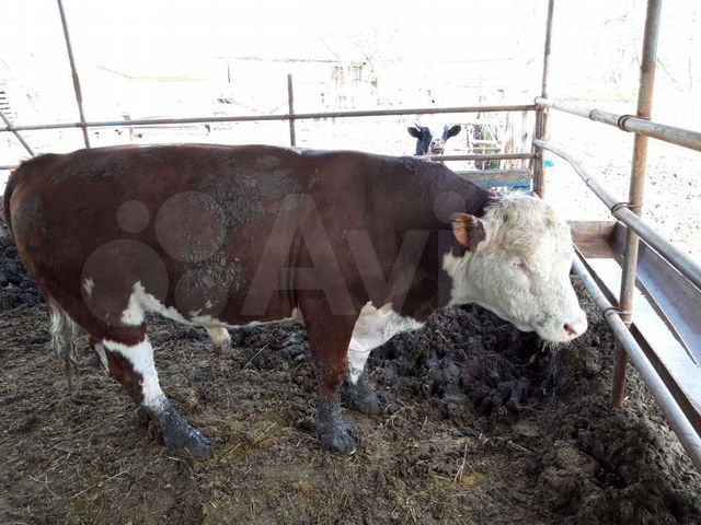 Быки на мясо