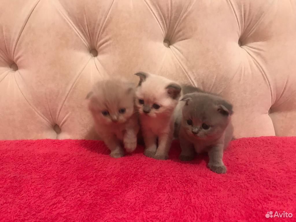 Шотландские вислоухие котята