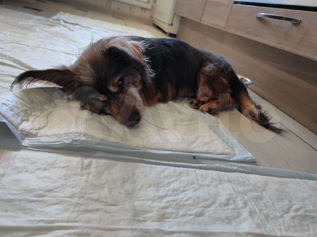 Приютите старушку