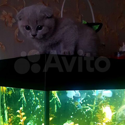 Шотландский малыш