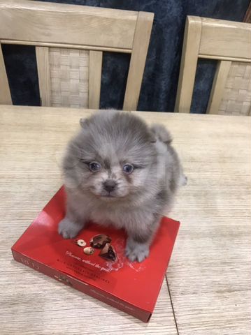 Померанский шпиц лиловая мраморная голубоглазая Ко
