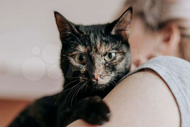 Кошка Черепашка ищет дом