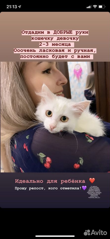 Кошечка 2-3 месяца