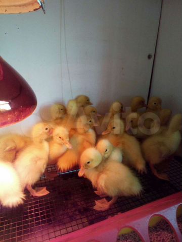 Утята муларды, утята Ст-5