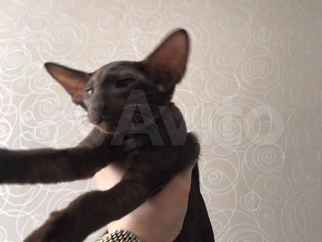 Ориентальные котята