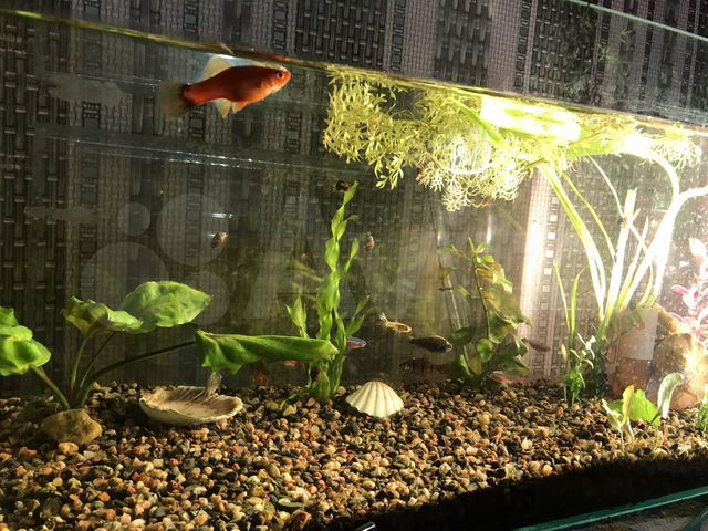 Аквариум 30 литров