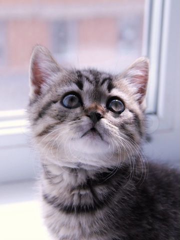 Котенок шотландский прямоухий scottish straight