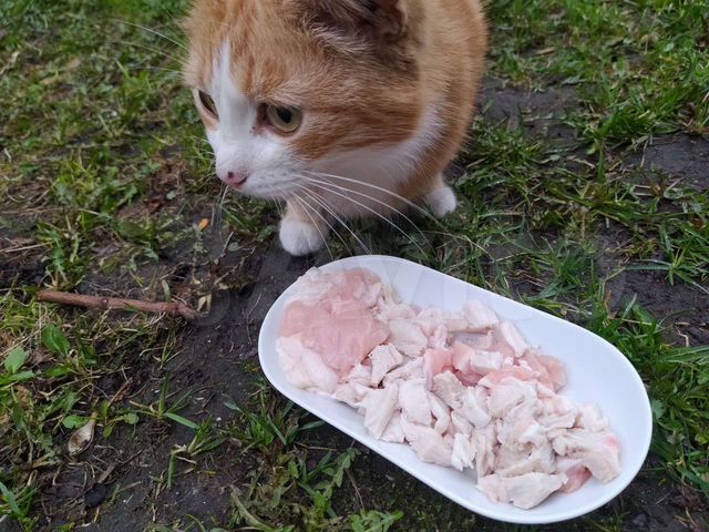 Ласковая рыжулька ищет дом