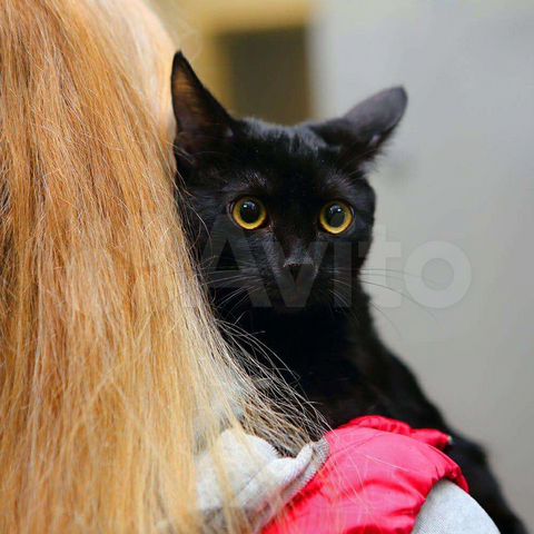 Чёрный котёнок малыш в добрые руки