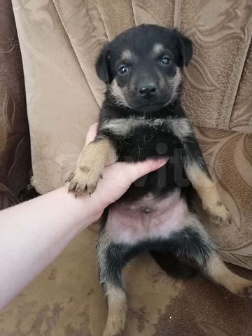 Собака
