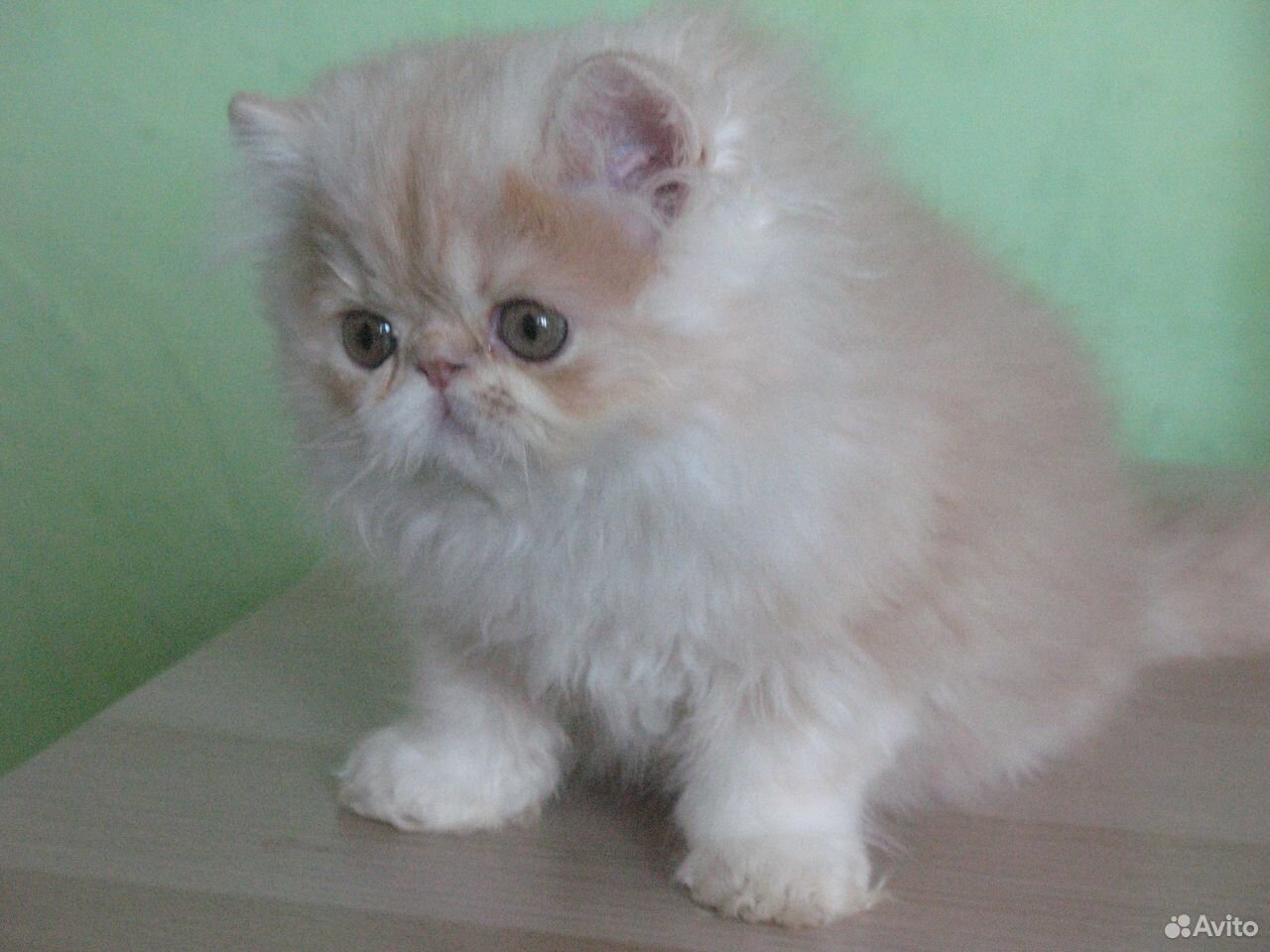 Персидский котик