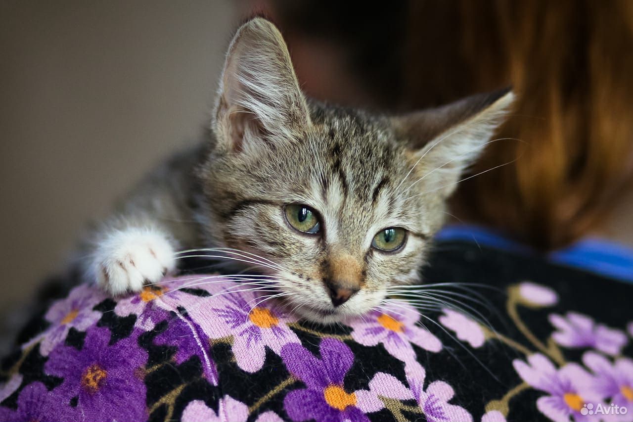 Котёнок девочка