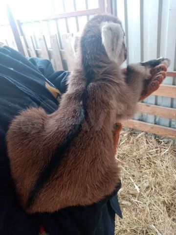 Козлик на племя