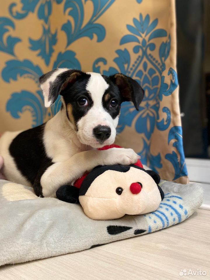 Малышка Элис ищет дом