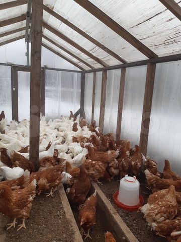 Цыплята, утята, куры несушки,индюшата