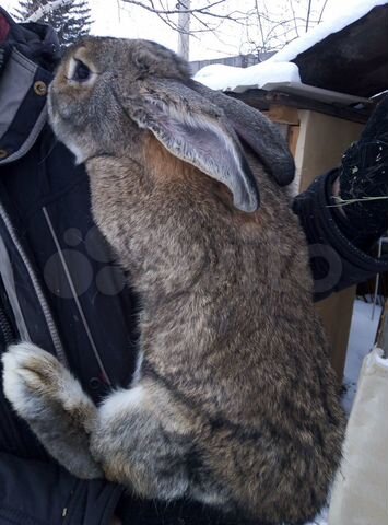 Кролики гиганты крупных пород фландр,ризен