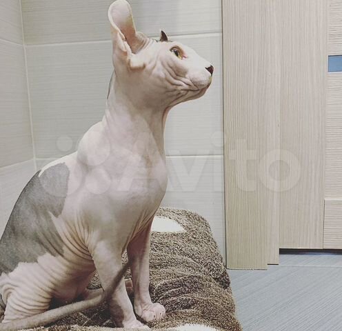 Котята сфинкс