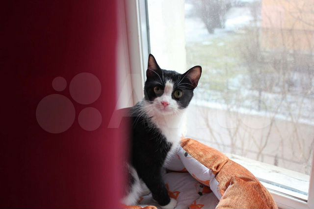 Котик - Подросток