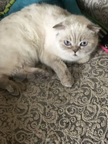 Кошка Скоттиш- фолд окрас Блю- поинт стерилизованн
