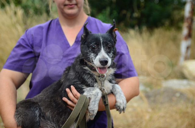 Ищет дом не крупная Собачка Герда