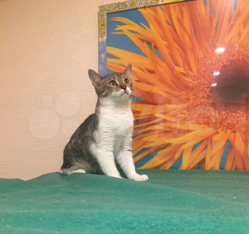 Агата, котенок в дар, в добрые руки, стерилизована