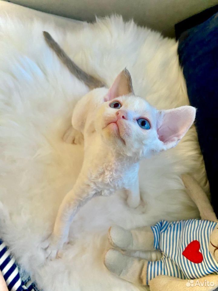 Котёнок девон-рекс