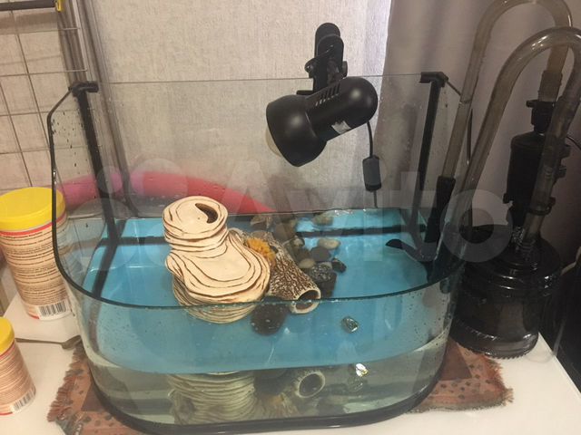 Красноухая черепаха с аквариумом