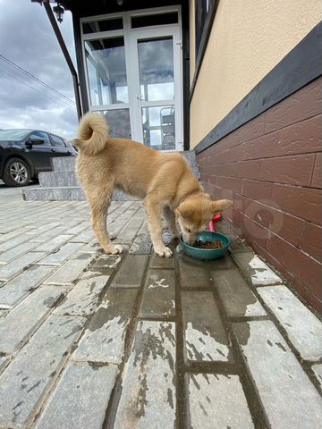 Метис сиба-ину девочка в добрые руки