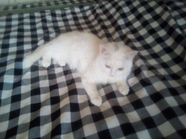 Турецкая ангора