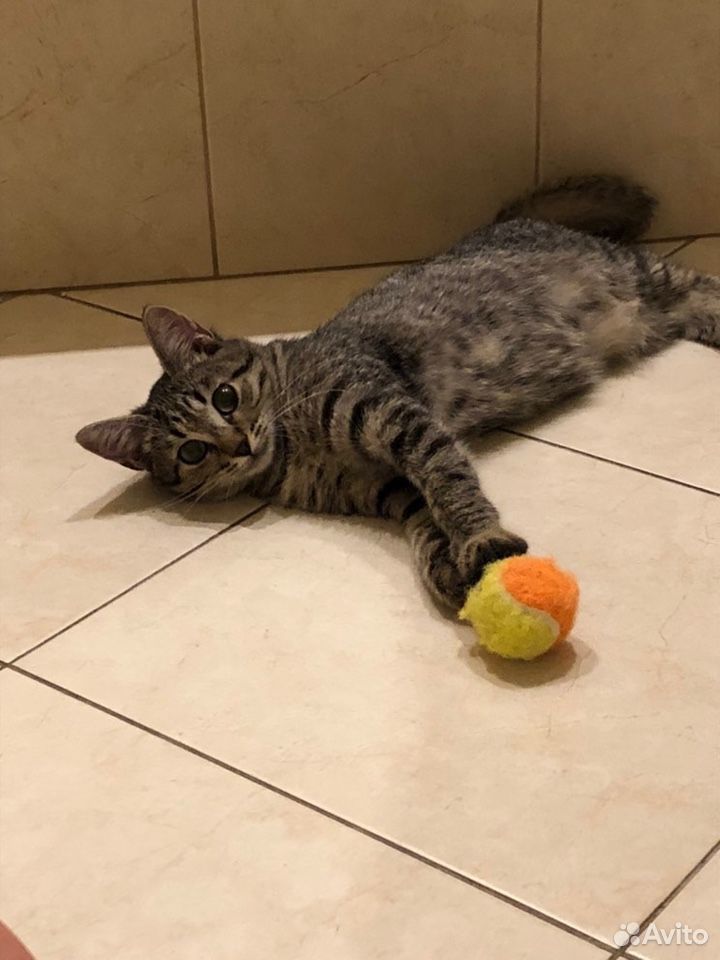 Котенок ищет дом