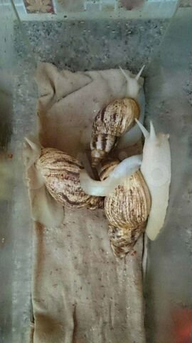 Улитки Ахатины с аквариумом