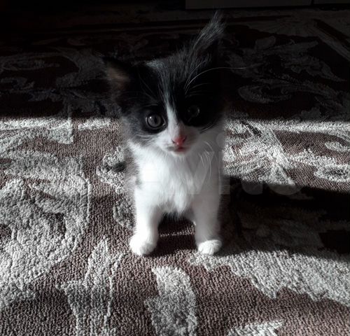 Котенок-чертенок