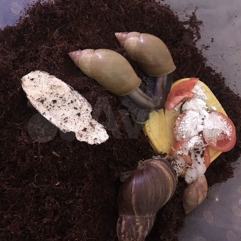 Удитка ахатина