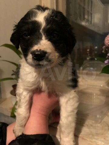 Бимка ищет дом