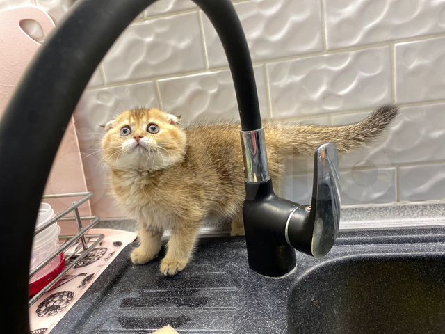 Шотландские котята