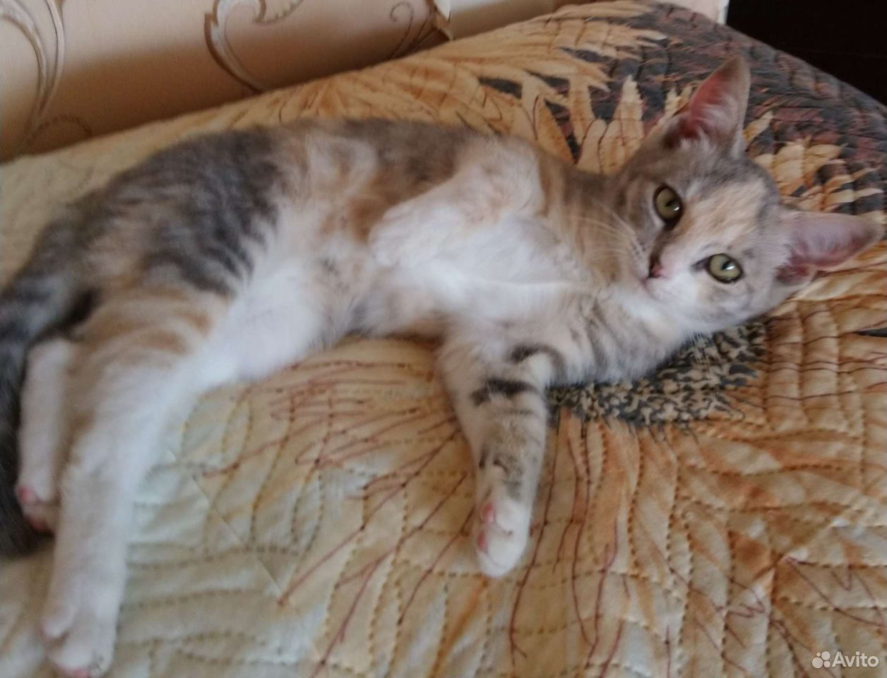 Котенок 2 мес трехцветная мраморная девочка