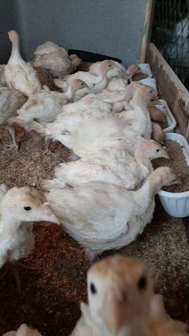 Месячные индюшата биг-6