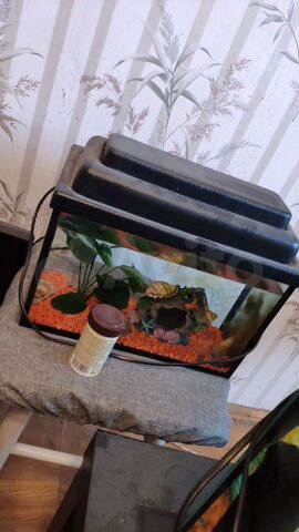 Аквариумные рыбки