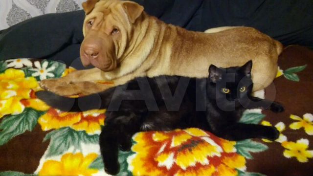 Ищем жениха