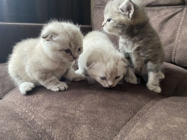 Британские котята