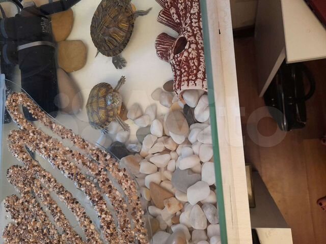 Отдам двух водных черепах