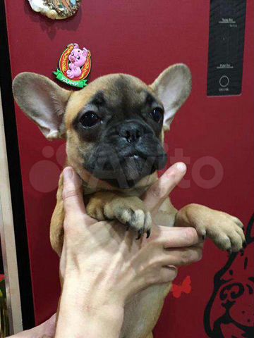 Французский бульдог