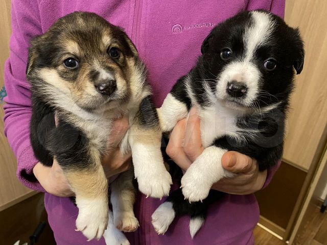 Щенки маленькой собачки в добрые руки